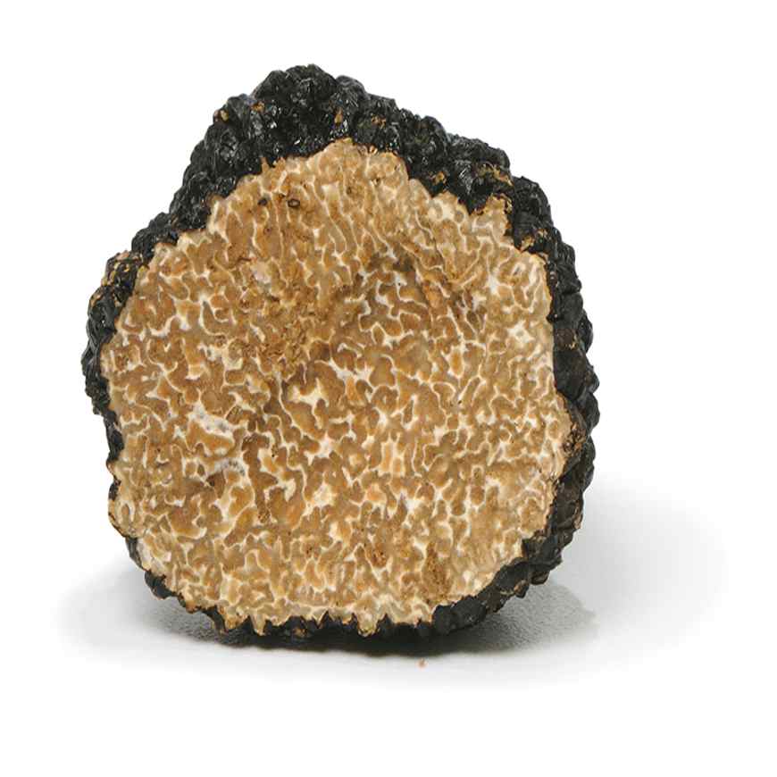 Tuber Uncinatum de Teruel - Trufa de Otoño en Natural Gourmet.